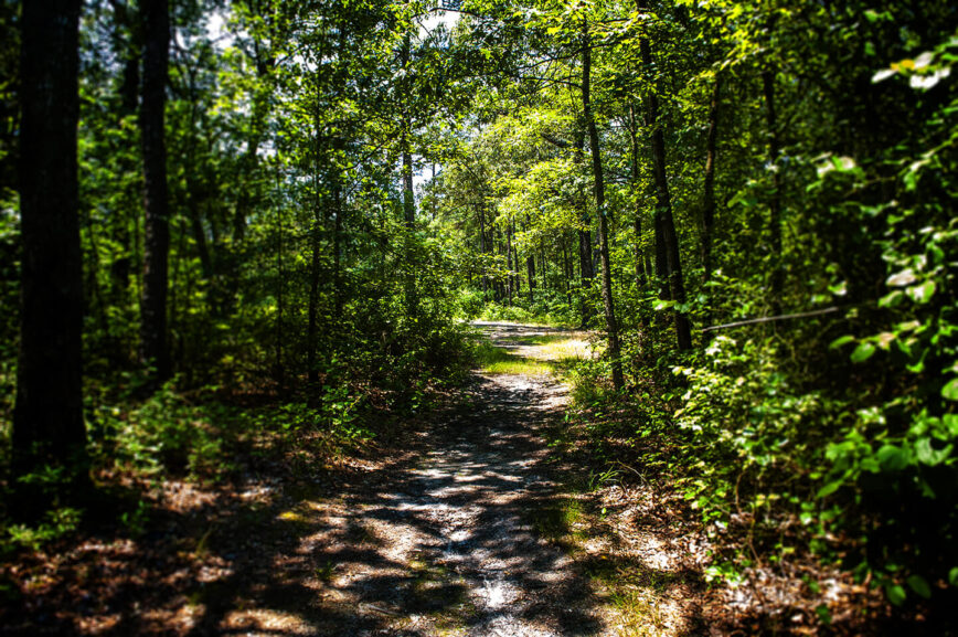 Devil's Tramping Ground: Weird Circle in the Deep Woods - Southern Strange